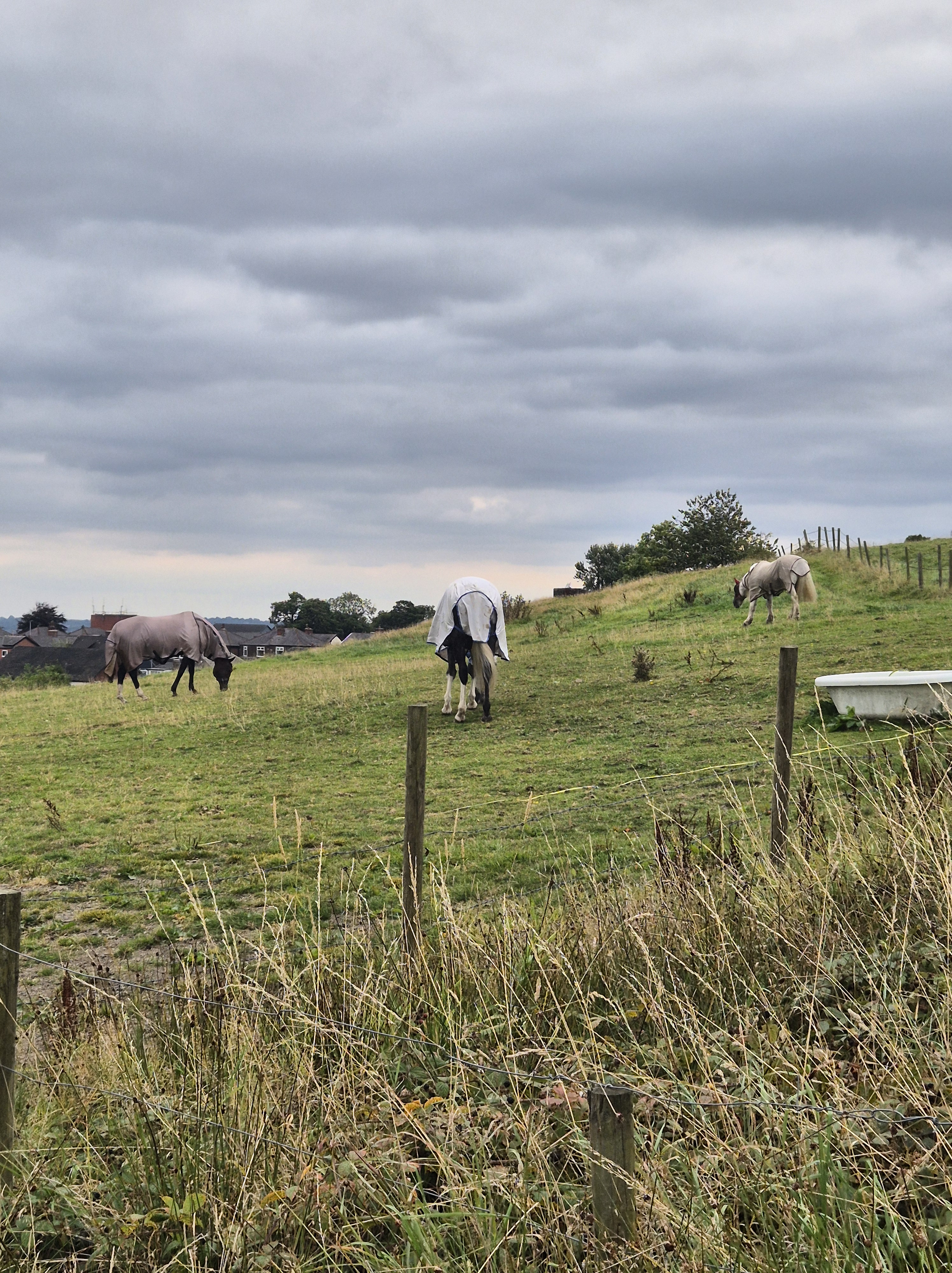 Stables Available – Birtle Riding Centre